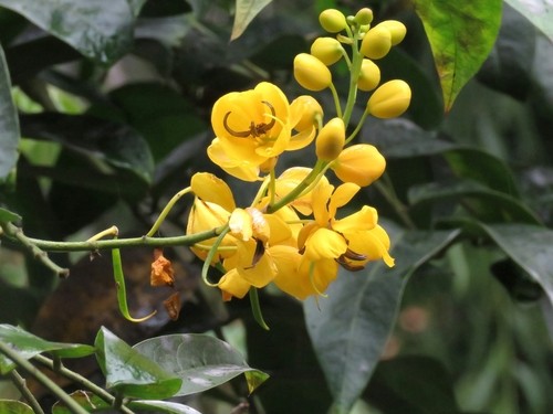 Senna viarum - PictureThis