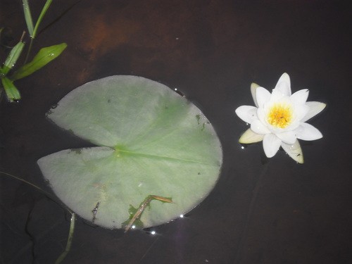 Lirios de agua (Nymphaea candida) - PictureThis