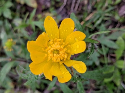 Ranunculus macranthus - PictureThis