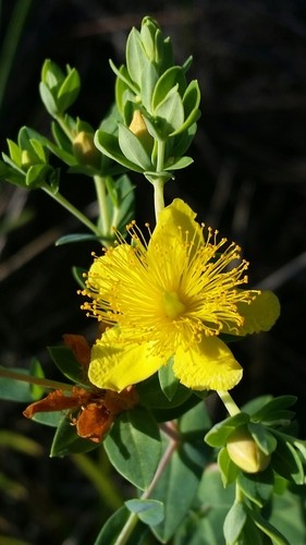 Hypericum myrtifolium - PictureThis