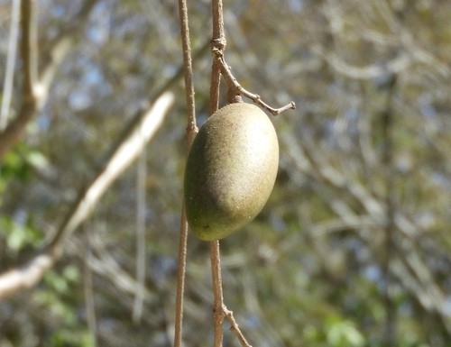 Marsdenia edulis - PictureThis