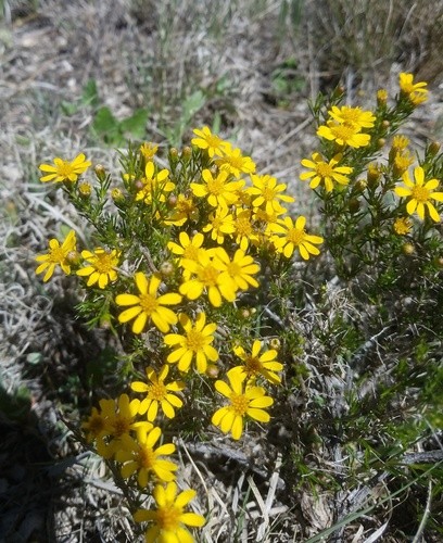 Contrahierba (Thymophylla acerosa) - PictureThis