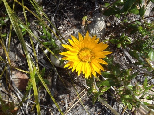 Berkheya barbata - PictureThis