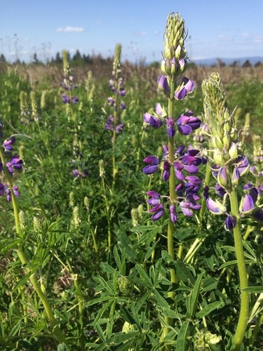 Stream lupine (Lupinus rivularis) Flower, Leaf, Care, Uses - PictureThis
