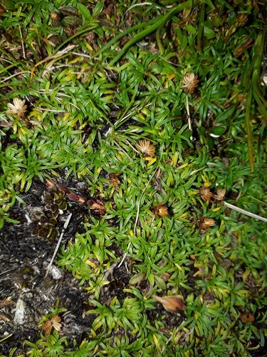 Abrotanella pusilla Flower, Leaf, Care, Uses - PictureThis