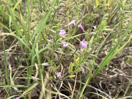 Hedeoma reverchonii - PictureThis