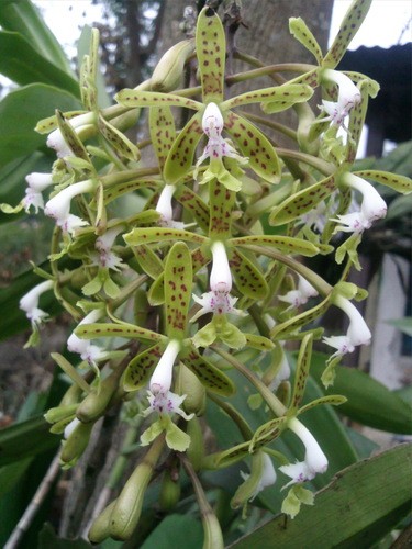 🍀 How to Grow and Care for Epidendrum cristatum