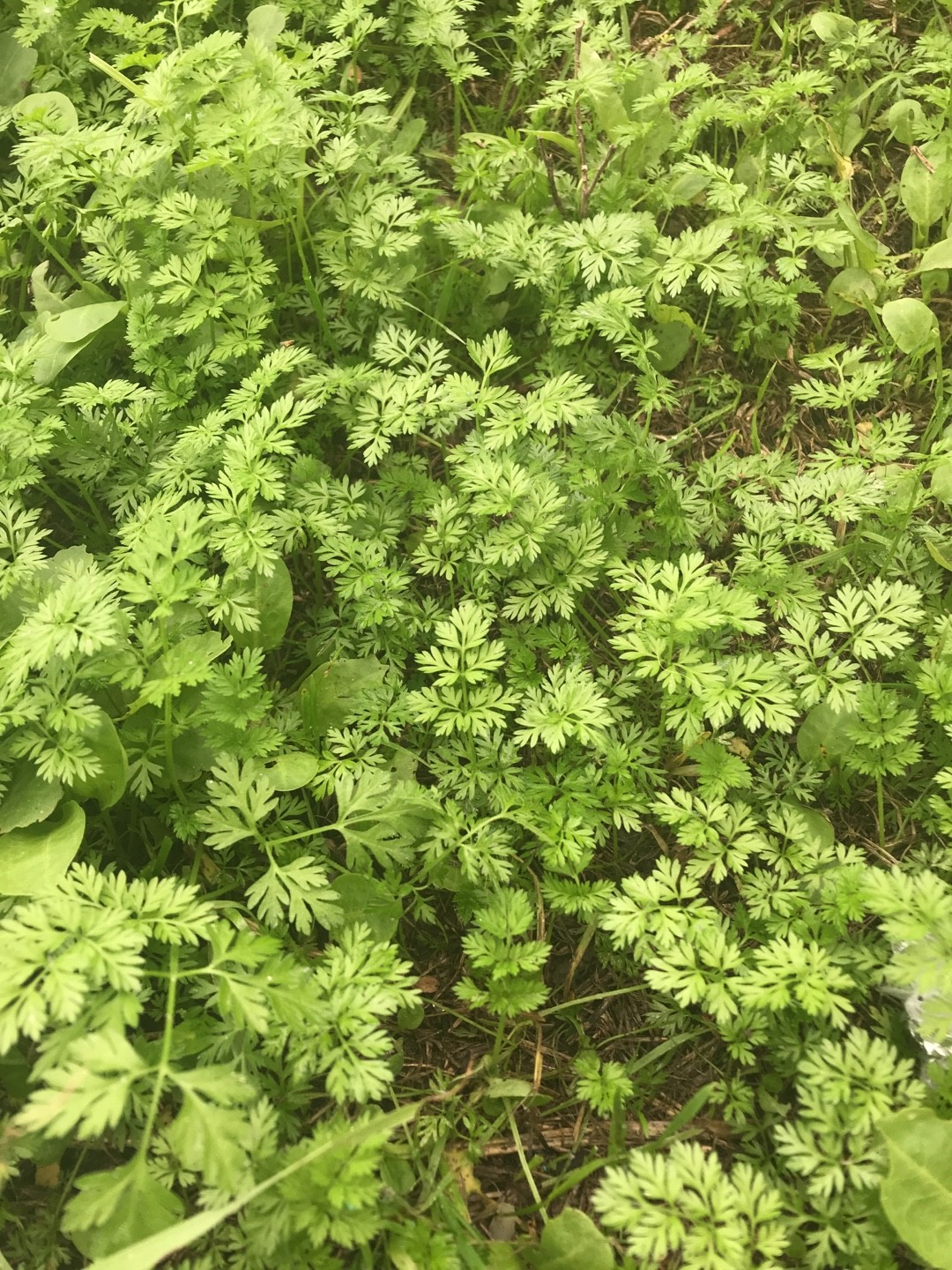 Spreading chervil (Chaerophyllum procumbens) Flower, Leaf, Care, Uses ...
