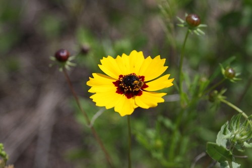 How to Plant and Grow Goldenmane Tickseed(Coreopsis basalis)