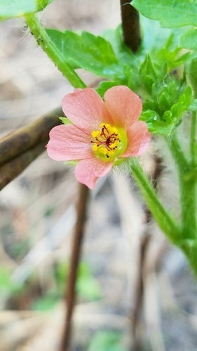 Babosilla (Modiola) Flower, Leaf, Care, Uses - PictureThis