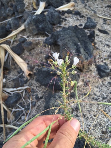 Shona cabbage (Gynandropsis gynandra) Flower, Leaf, Care, Uses ...