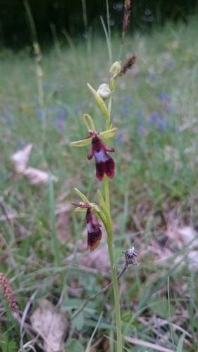 Ophrys insectifera - PictureThis