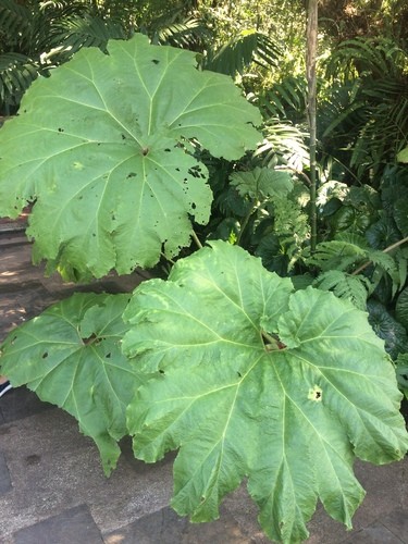 Gunnera mexicana - PictureThis
