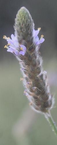 Dalea leporina - PictureThis