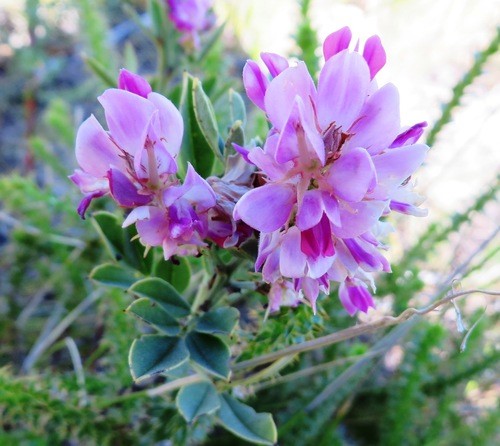 Fire pea (Indigofera cytisoides) Flower, Leaf, Care, Uses - PictureThis