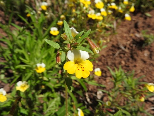 Erythranthe bicolor - PictureThis