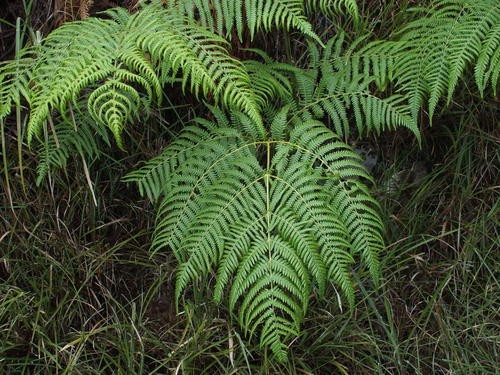 Pteridium revolutum - PictureThis