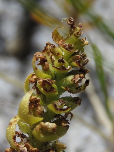 Satyrium bicallosum - PictureThis