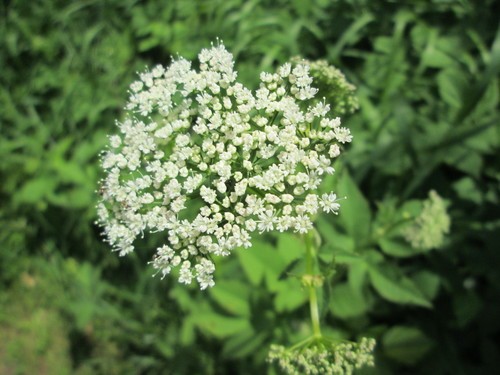Ground elder (Aegopodium podagraria) Flower, Leaf, Care, Uses - PictureThis