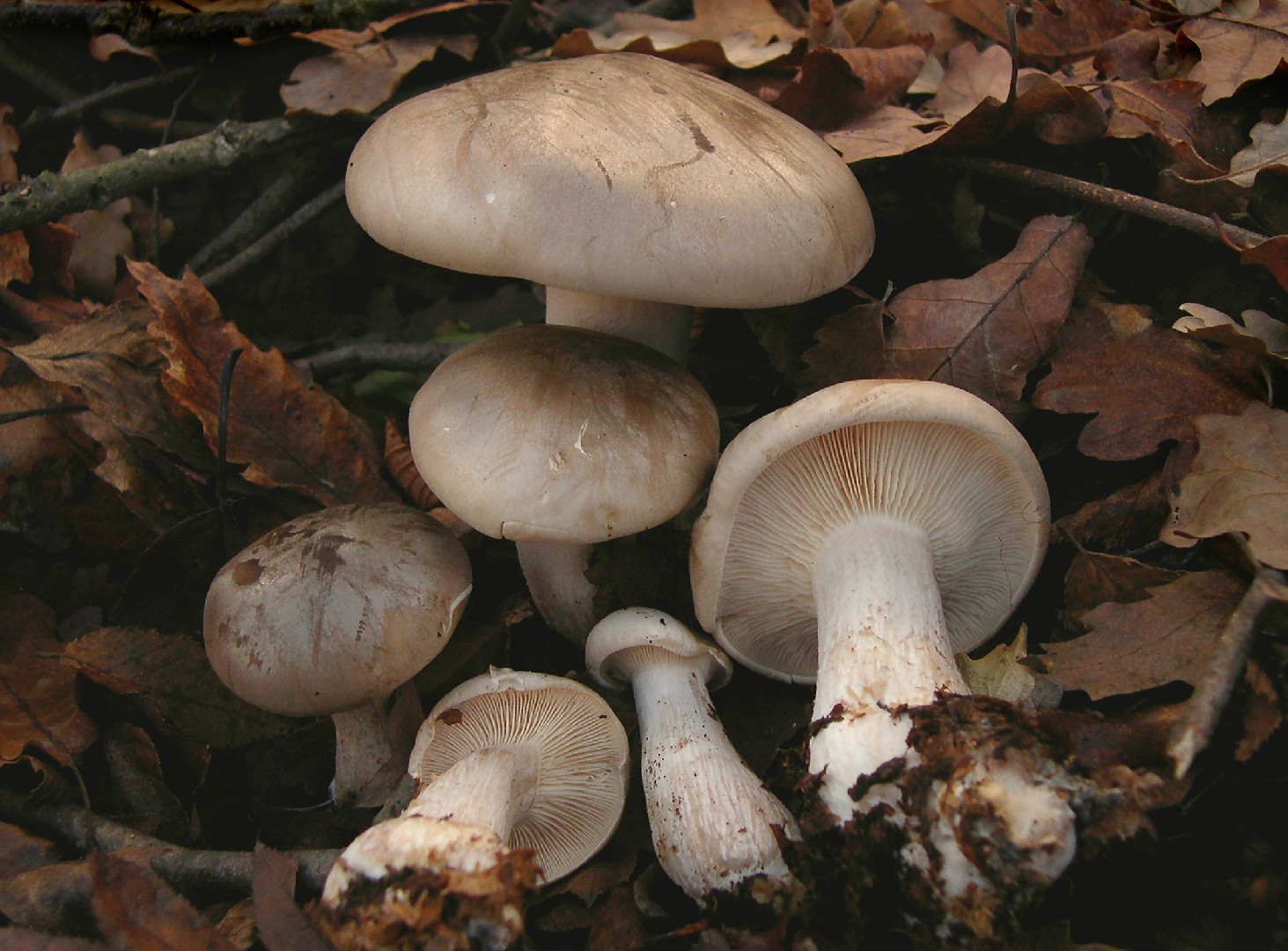 Pardilla (Clitocybe nebularis) - PictureThis