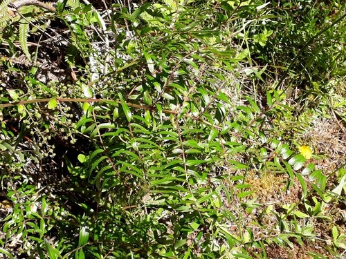 Coriaria pteridoides Flower, Leaf, Care, Uses - PictureThis