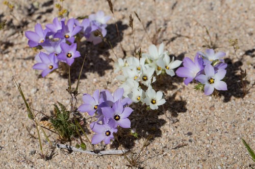Linanthus parryae - PictureThis