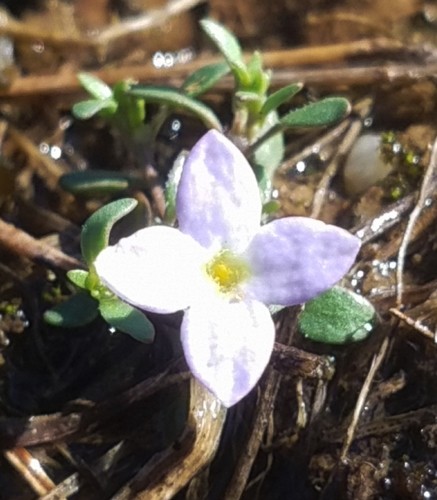 Bluets Flower Facts | Best Flower Site