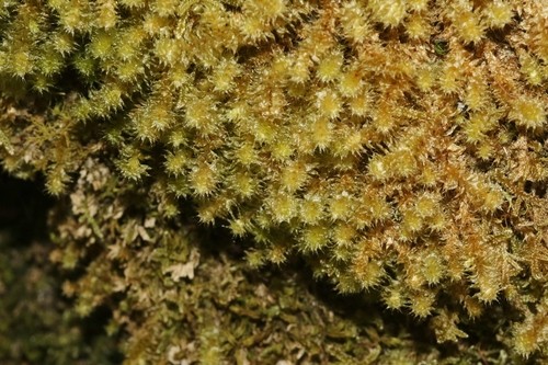 Pipe cleaner moss (Ptychomnion aciculare) Flower, Leaf, Care, Uses ...