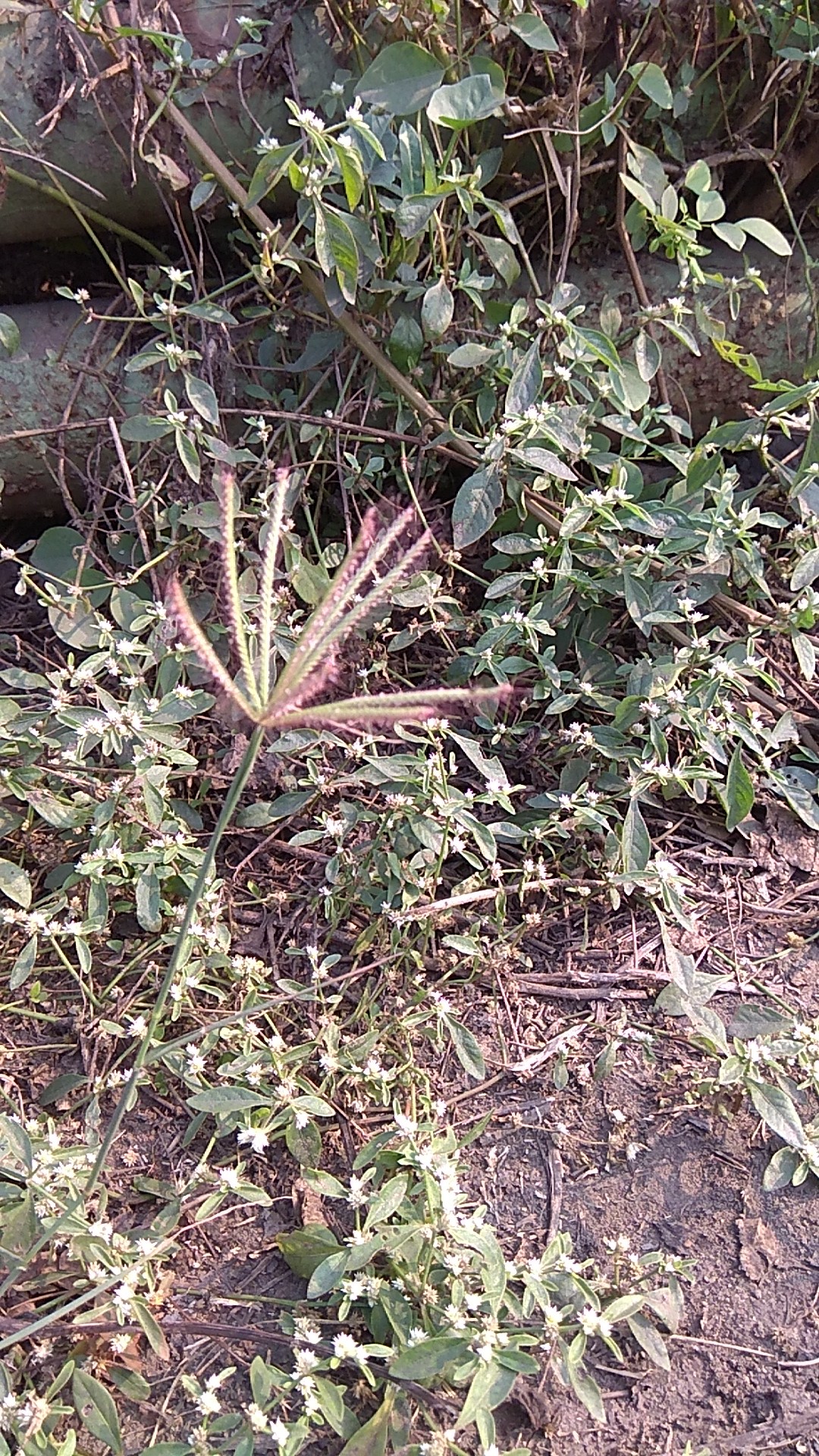 Chloris cucullata - PictureThis