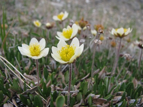 Dryas integrifolia - PictureThis