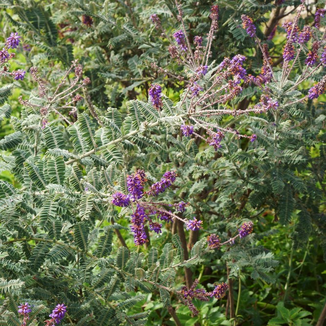 Faux-indigo (Amorpha) - PictureThis