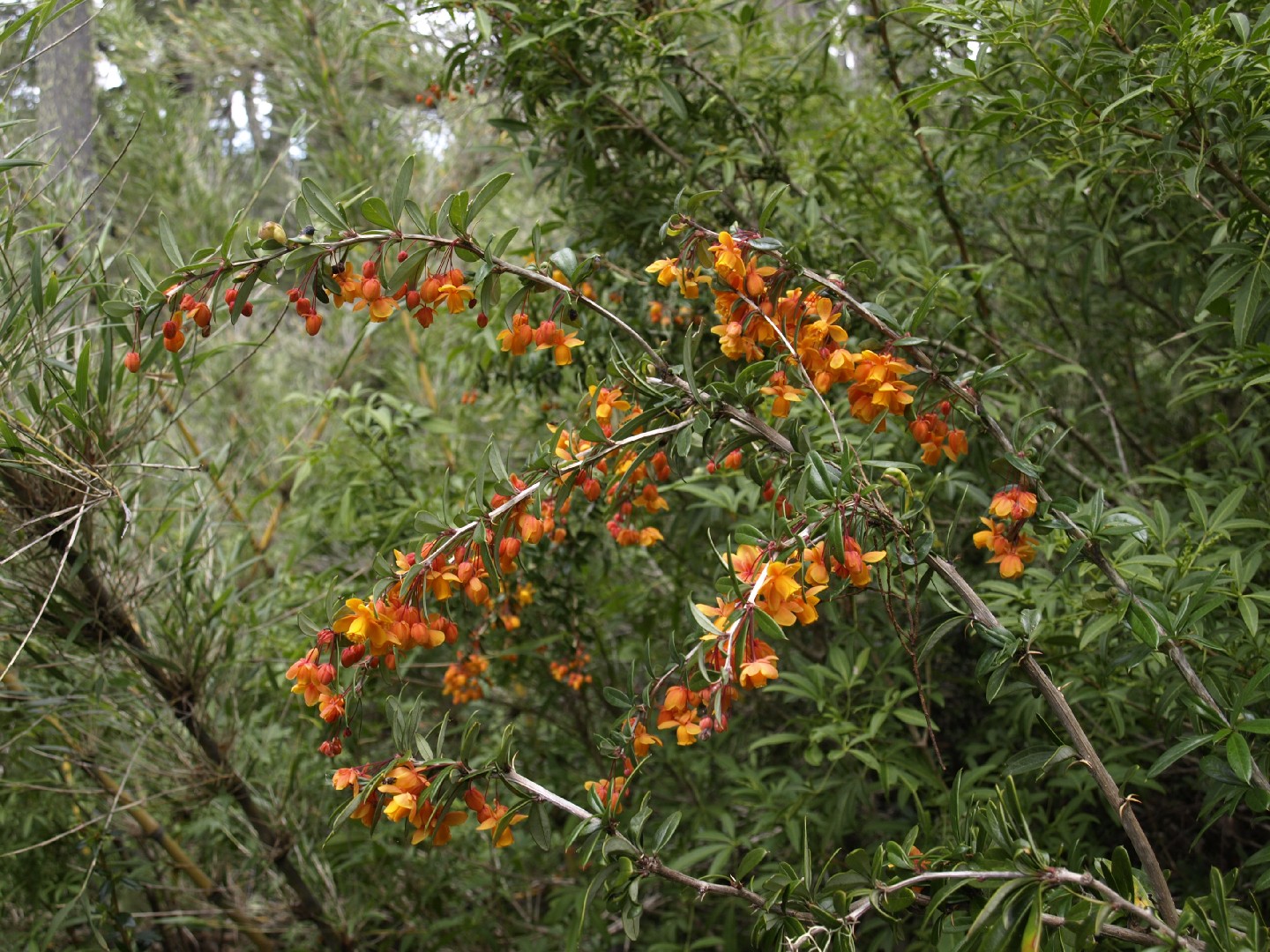 Berberis trigona - PictureThis