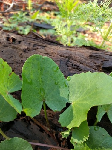 Centella erecta - PictureThis