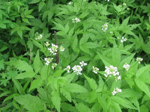미나리냉이 (Cardamine leucantha) - PictureThis