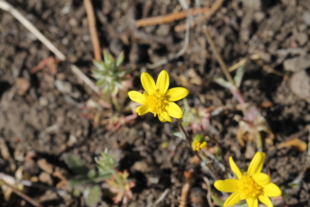 Crocidium multicaule - PictureThis