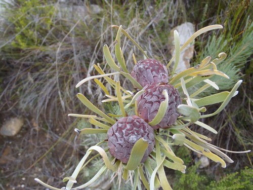 Leucadendron album - PictureThis