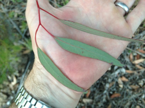 Red ironbark (Eucalyptus sideroxylon) Flower, Leaf, Care, Uses ...