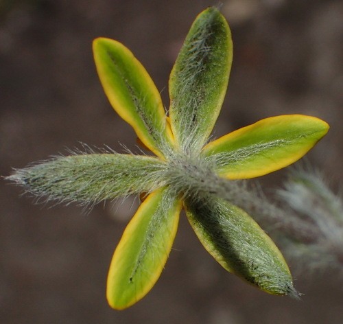 Hypoxis villosa Flower, Leaf, Care, Uses - PictureThis