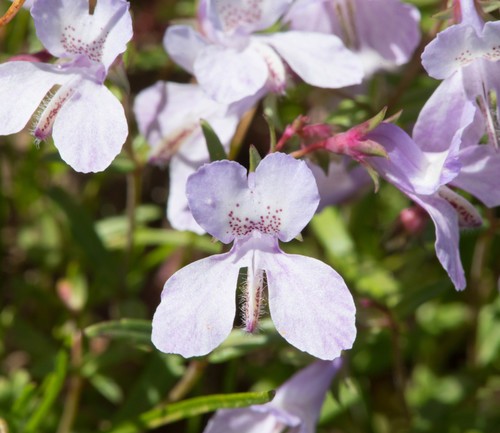 Collinsia sparsiflora var. arvensis - PictureThis