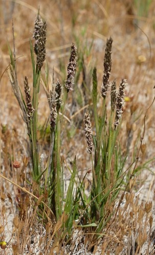 Seashore dropseed (Sporobolus virginicus) Flower, Leaf, Care, Uses ...