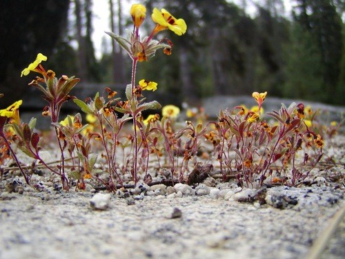 Diplacus - PictureThis