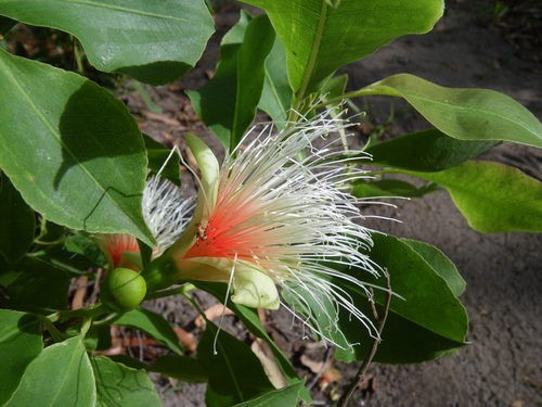 Planchonia Care (Watering, Fertilize, Pruning, Propagation) - PictureThis