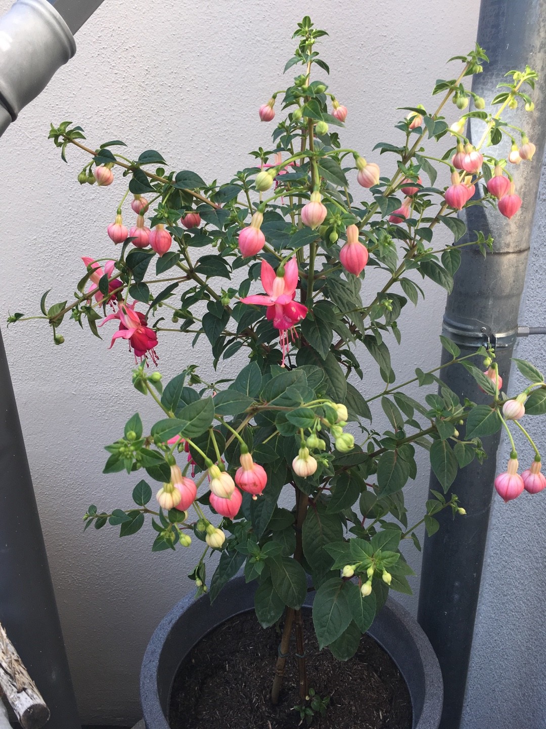 Fuchsias (Fuchsia) Flower, Leaf, Care, Uses - PictureThis