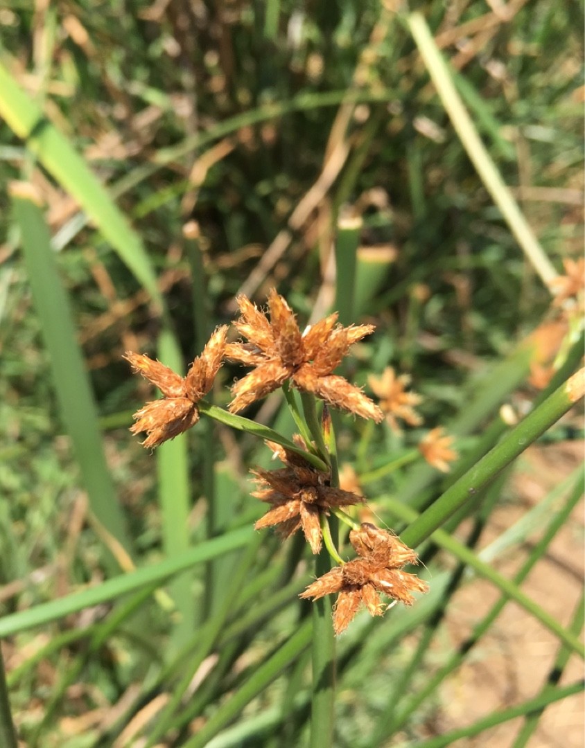 Bolboschoenus Flower, Leaf, Care, Uses - PictureThis