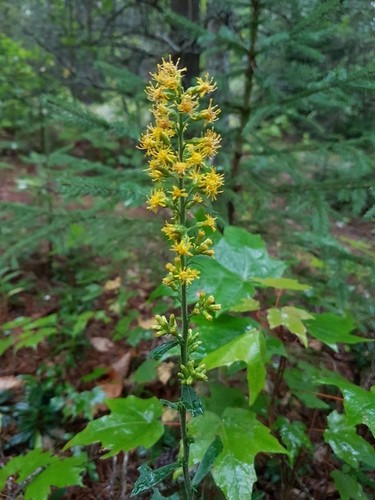Solidago hispida - PictureThis