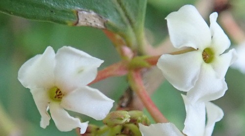 How to Grow and Care for Bushman's-poison