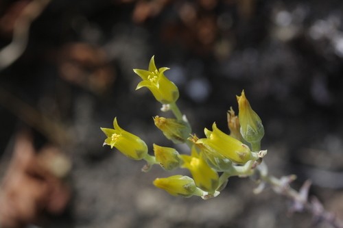 Verity's liveforever (Dudleya verityi) Flower, Leaf, Care, Uses ...