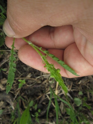 Prairie groundsel (Packera plattensis) Flower, Leaf, Care, Uses ...