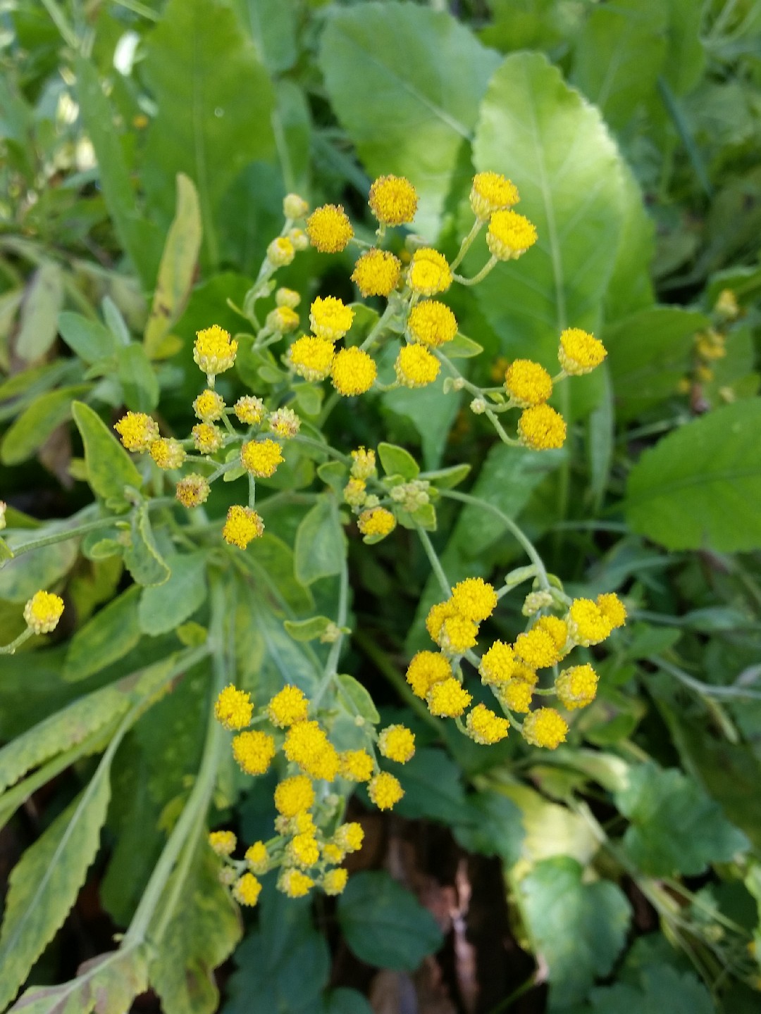 Hierba de Santa María (Tanacetum balsamita) - PictureThis