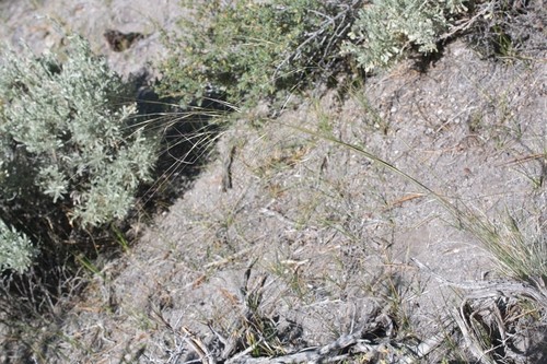 Stipa comata - PictureThis